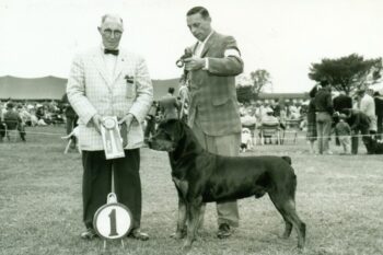 Rottweiler History: Where the Breed Originated