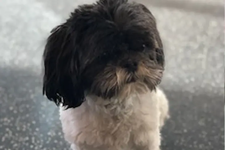 Meet Shih Tzu Hank, Dogtopia's Biggest Daycare Fan