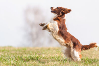 Expert Tips on How to Stop a Dog From Jumping Up