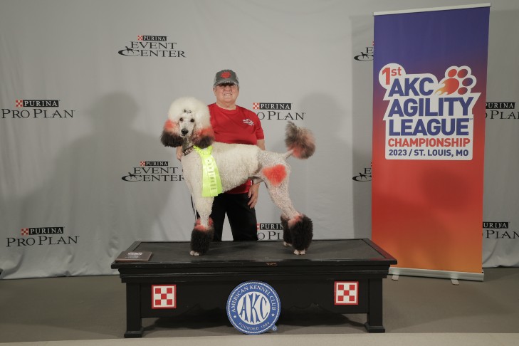 AKC Agility League Spotlight – American Kennel Club