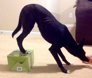 Teaching Hind End Awareness and 2-on-2-off Foundation – American Kennel ...