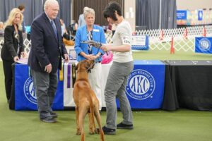 'Thorin' Represents Rhodesian Ridgebacks at AKC Obedience Classic