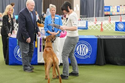 'Thorin' Represents Rhodesian Ridgebacks at AKC Obedience Classic
