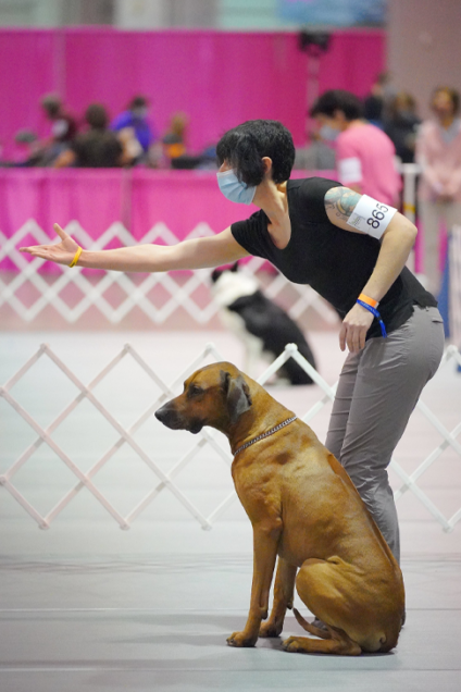 'Thorin' Represents Rhodesian Ridgebacks at AKC Obedience Classic
