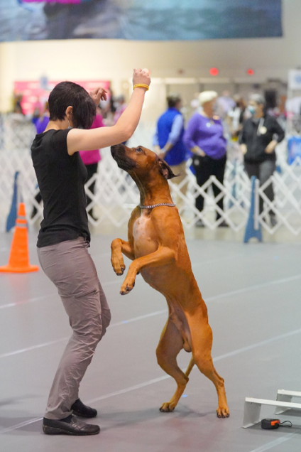 What Are Dog Sport Titles, and What Do They Mean?