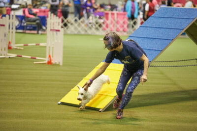 Dog Agility Terms and Lingo: What Do They Mean?