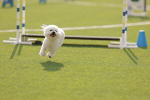 How to Watch the 2024 AKC Agility Invitational on ESPN2