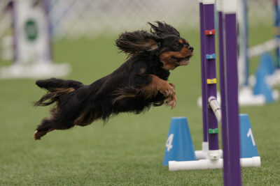 AKC National Championship Agility Invitational: Antonia Rotelle