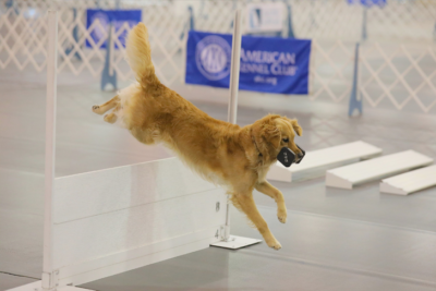 Meet 'Boom,' the Oldest Dog at the 2023 AKC Obedience Classic