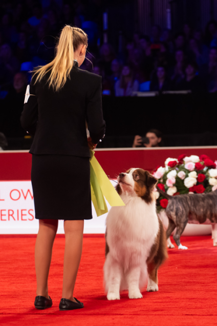 Junior Wins 2023 AKC National Owner-Handled Series
