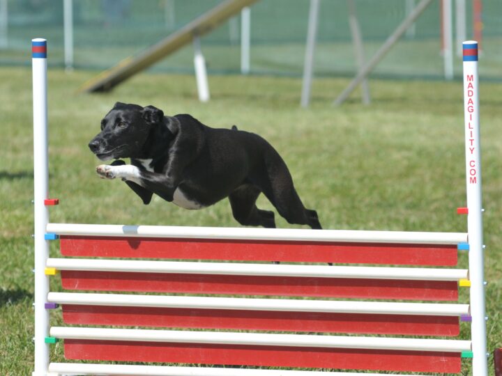All American Dogs Take Honors at 18th AKC Agility Invitational ...