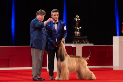 Meet the 2023 AKC National Championship Group Winners