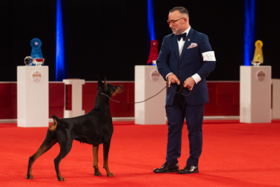 Meet the 2023 AKC National Championship Group Winners
