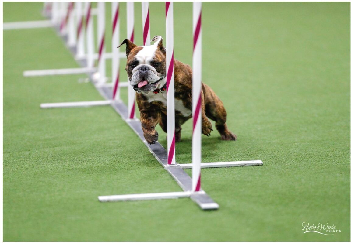 AKC Agility League Spotlight: These Bulldogs Do It All – American ...