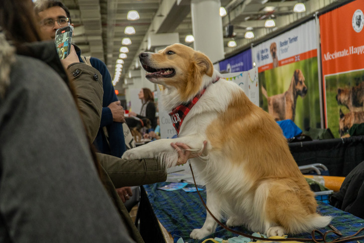 Everything You Need to Know About AKC Meet the Breeds