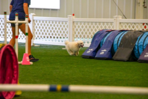 Meet Puerto Rico Junior Handler and Agility Competitor Delia DiPonio