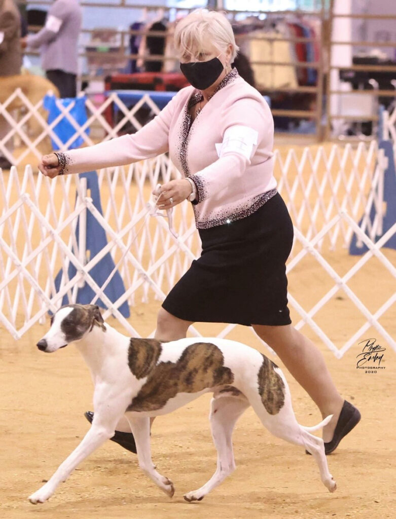 AKC Breeder Spotlight: Caroline Wells Cope of Copestone Whippets ...