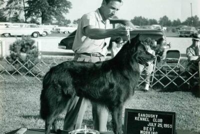 The History of Conformation Dog Shows: The Evolution of Showing Dogs