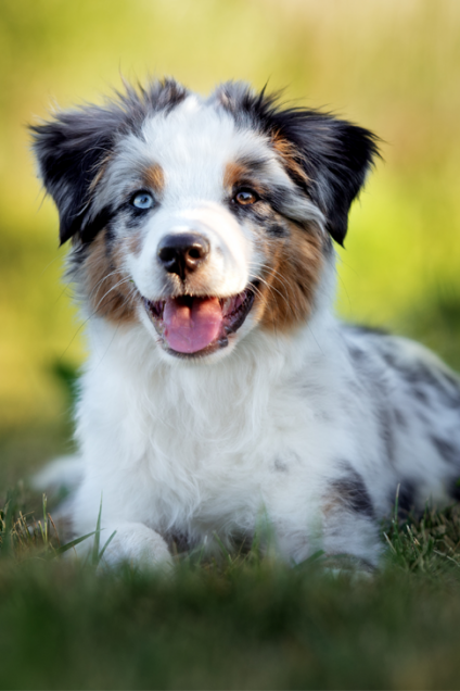 The History of the Miniature American Shepherd Breed