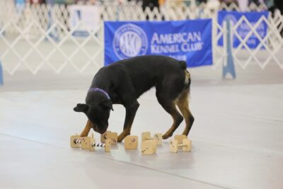 Channeling Your Working Dog's Energy Into Dog Sports