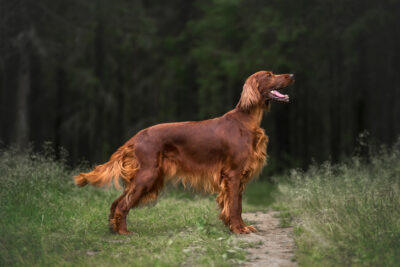 Get to Know the Setter Breeds of the Sporting Group