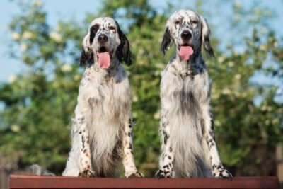 Get to Know the Setter Breeds of the Sporting Group