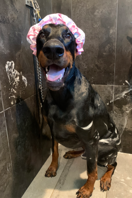 Doberman Pinscher 'Jet' Takes on 2024 AKC Diving Dogs Challenge