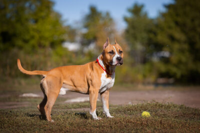 Get to Know the Bully Breeds of the Non-Sporting and Terrier Groups