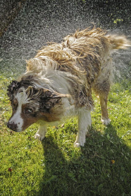 How to Teach a Dog to Shake on Cue When Wet From Rain, Snow