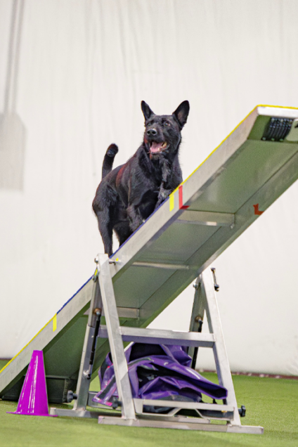 For 'Winston' and Owner Jeff Wells, Agility Is More Than a Dog Sport