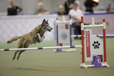 Senior Belgian Malinois Competes in AKC National Agility Championship