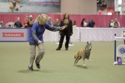 Senior Belgian Malinois Competes in AKC National Agility Championship