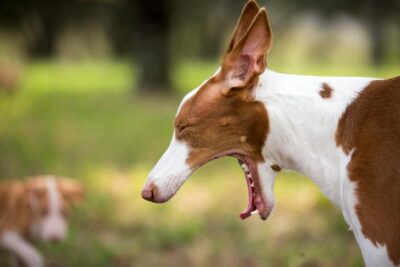 What Causes Gagging in Dogs, and Why Do Dogs Gag?