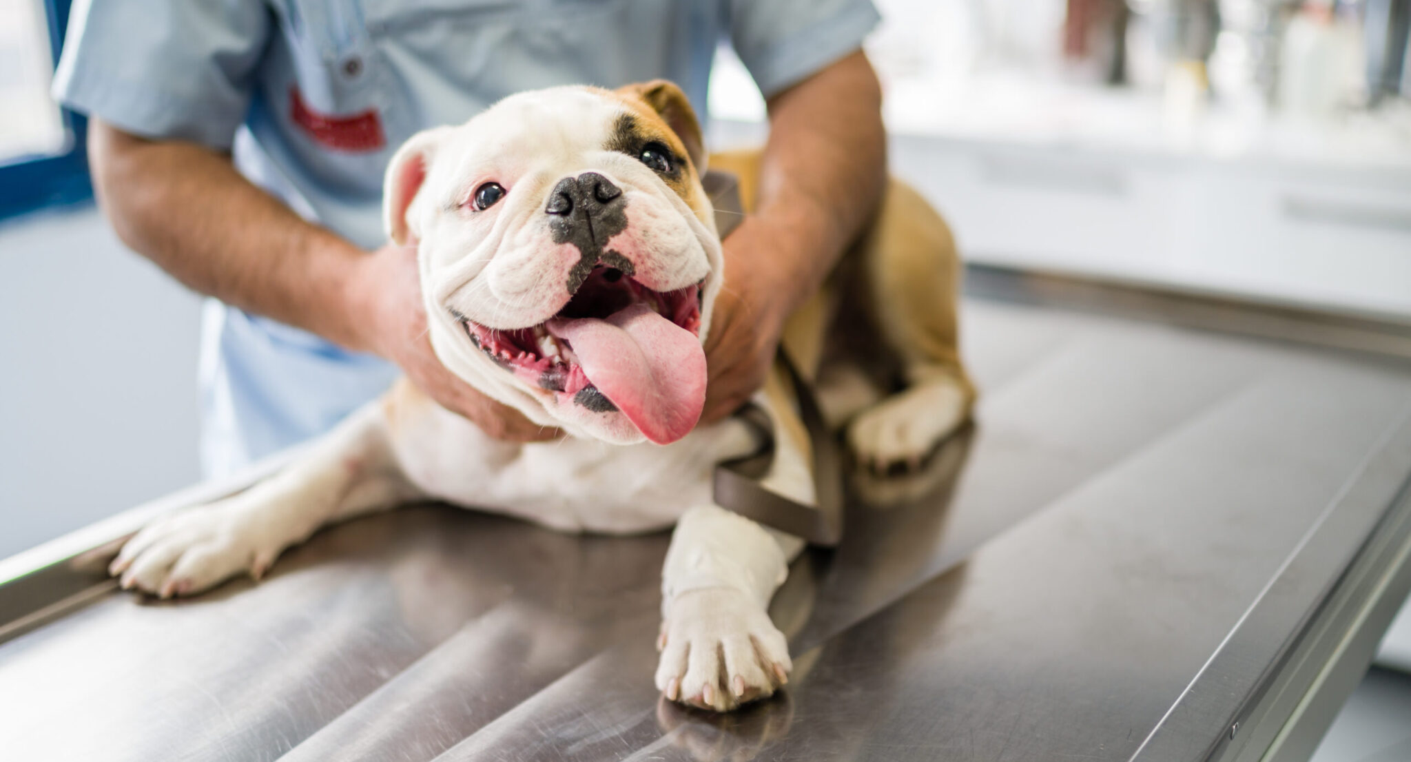Immunotherapy (Allergy) Shots for Dogs: What to Know