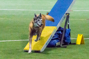 Senior Belgian Malinois Competes in AKC National Agility Championship