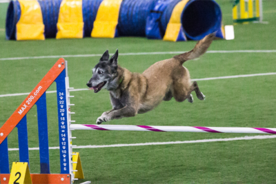 Senior Belgian Malinois Competes in AKC National Agility Championship