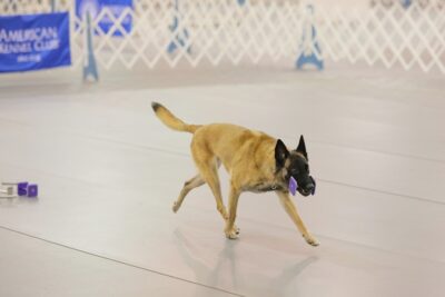 Belgian Malinois History: Where the Breed Originated