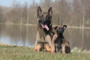 Belgian Malinois History: Where the Breed Originated