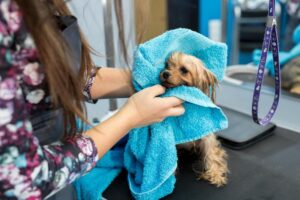 Avoid a Sticky Situation: How to Get Sap Out of Dog Fur