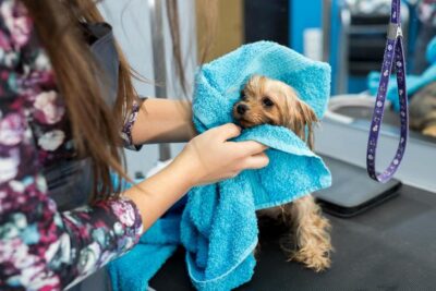 Avoid a Sticky Situation: How to Get Sap Out of Dog Fur