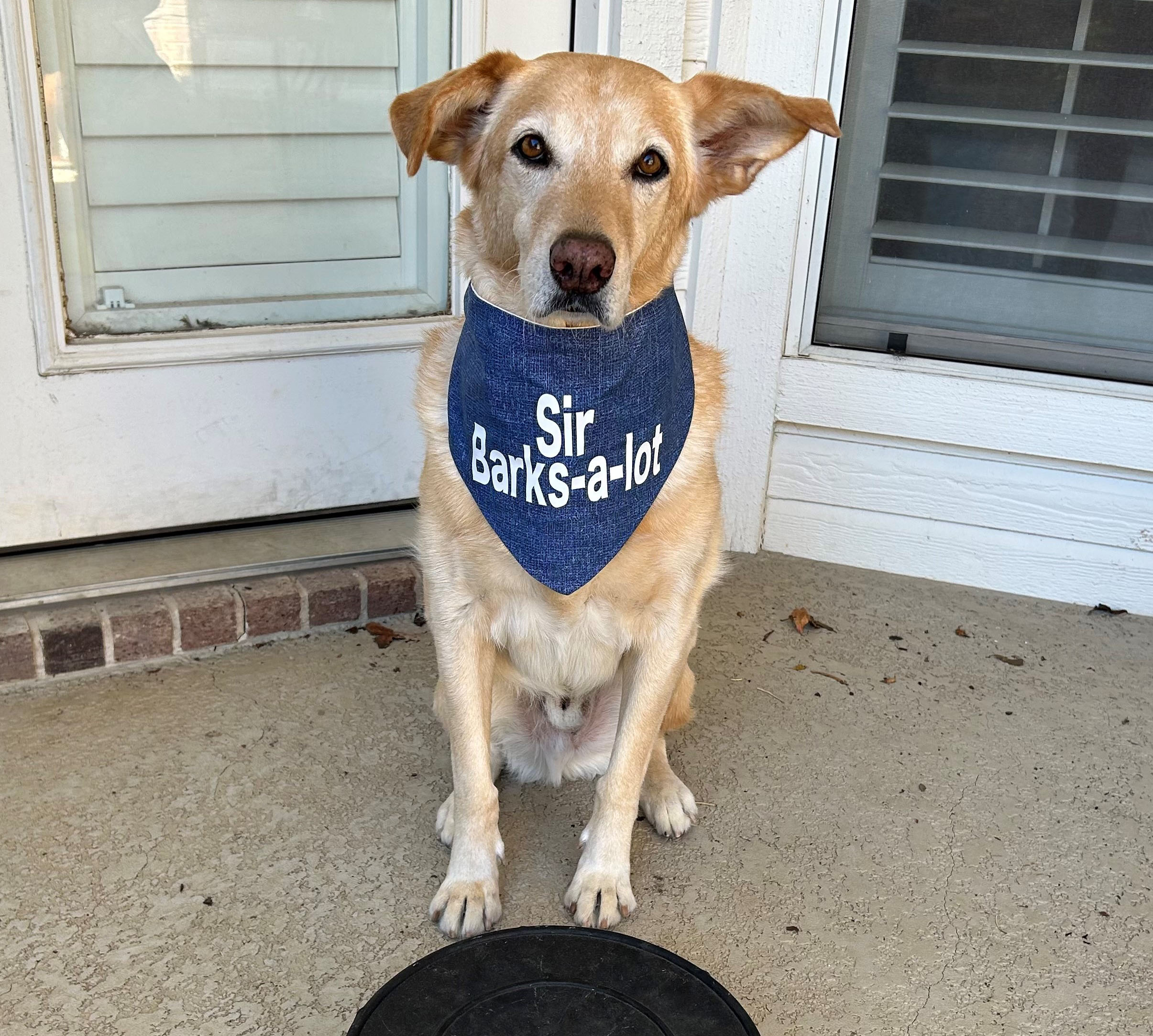 Competition/Titles Update Winter 2024 – American Kennel Club