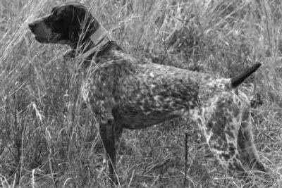 German Shorthaired Pointer History: Where the Breed Originated