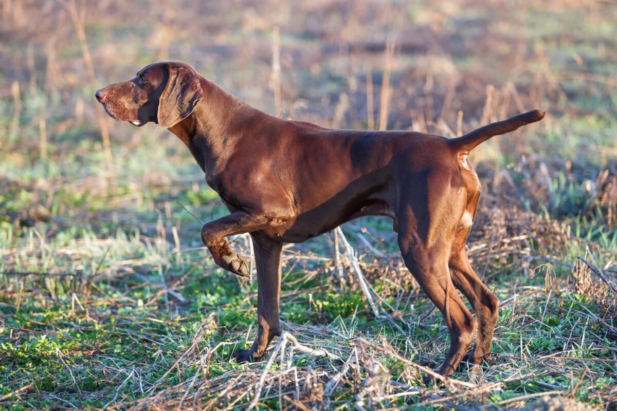 German Shorthaired Pointer History: Where the Breed Originated