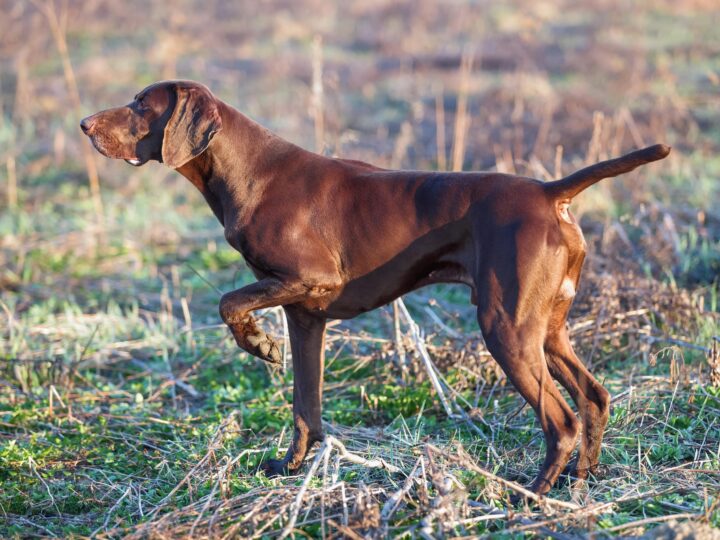 Genetics of Hip Dysplasia in Dogs: A Guide for Breeders – American ...