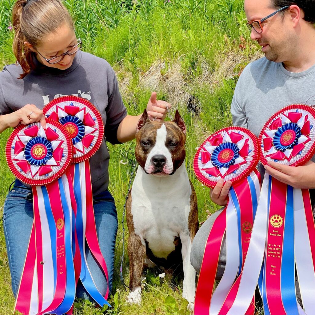Breeder Spotlight: Lacey & Luisma Benítez of LBK AmStaffs – American ...
