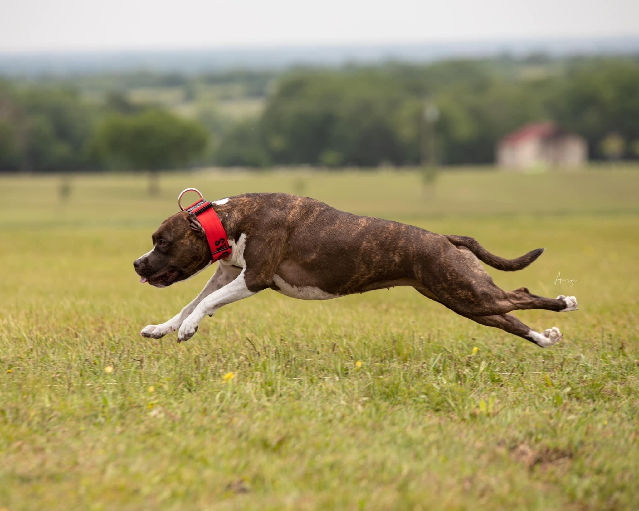 Breeder Spotlight: Lacey & Luisma Benítez of LBK AmStaffs – American ...