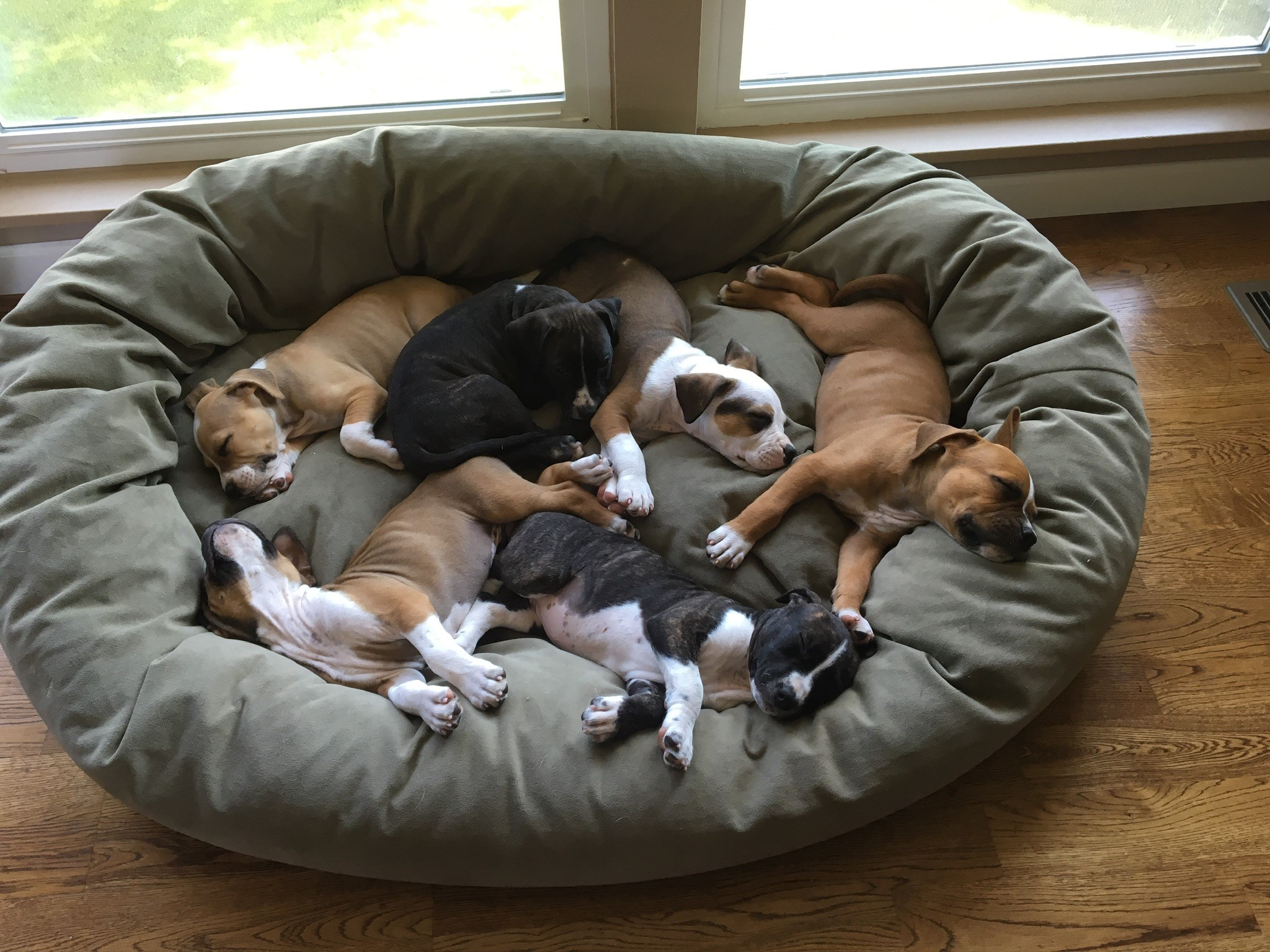 Breeder Spotlight: Lacey & Luisma Benítez of LBK AmStaffs – American ...