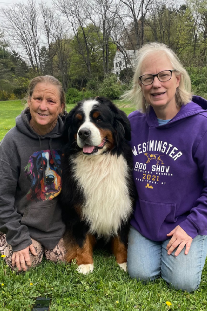 From the Farm to the Ring, 'Perogie," Bernese Mountain Dog Thrives
