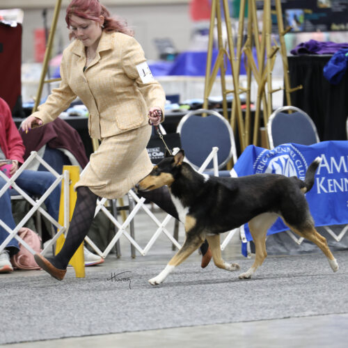 AKC Junior Showmanship: Developing Handling and Sportsmanship Skills ...
