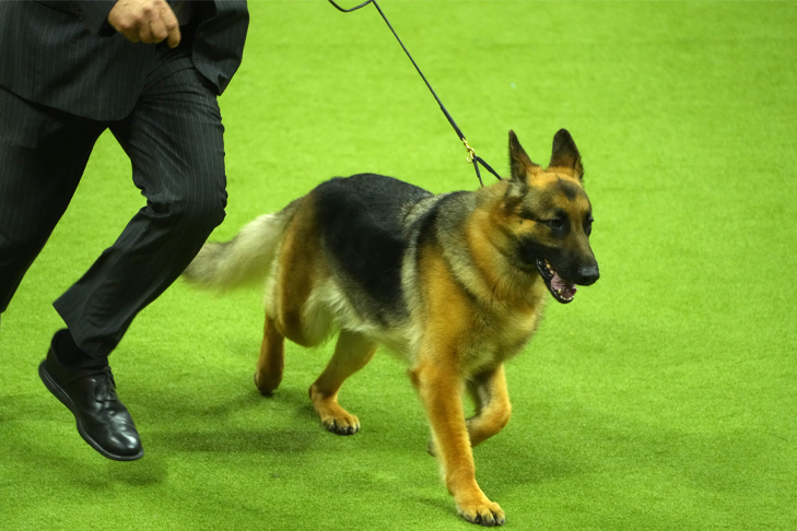 Dog Shows: Conformation & Breed Competiton Events